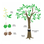 Industri Getah Malaysia - Suara Risda