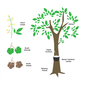 Industri Getah Malaysia - Suara Risda