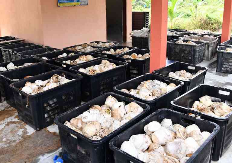 Statistik Industri Getah Malaysia Jan - Mac 2022 - Suara Risda