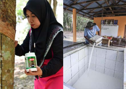 Cara Meningkatkan Produktiviti Getah - Suara Risda