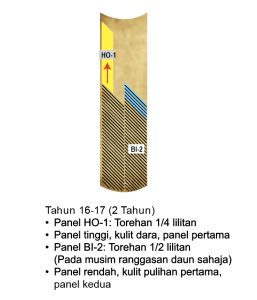 Teknik Penorehan Getah yang Betul - Suara Risda