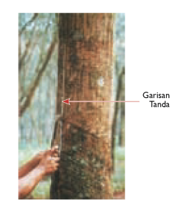 Teknik Penorehan Getah yang Betul - Suara Risda