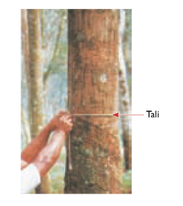 Teknik Penorehan Getah yang Betul - Suara Risda