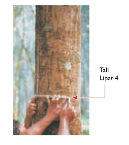 Teknik Penorehan Getah yang Betul - Suara Risda
