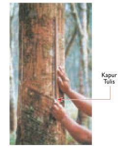 Teknik Penorehan Getah yang Betul - Suara Risda