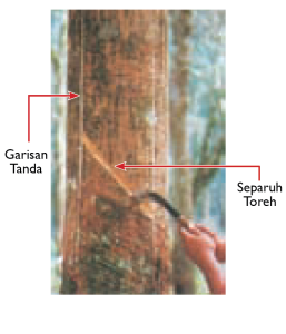 Teknik Penorehan Getah yang Betul - Suara Risda