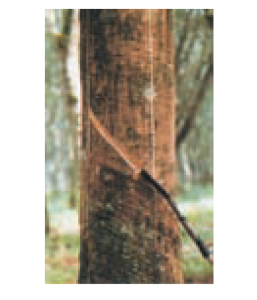 Teknik Penorehan Getah yang Betul - Suara Risda