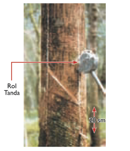 Teknik Penorehan Getah yang Betul - Suara Risda