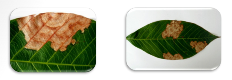 Apakah Beza Getah Asli dan Sintetik | Panduan untuk Petani Kecil