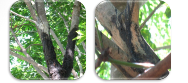 Apakah Beza Getah Asli dan Sintetik | Panduan untuk Petani Kecil