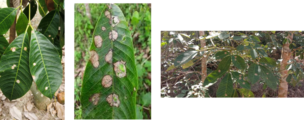 Apakah Beza Getah Asli dan Sintetik | Panduan untuk Petani Kecil
