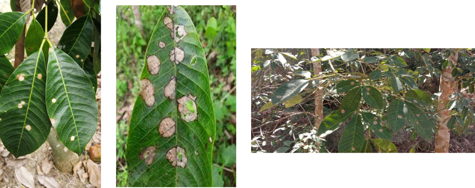 Apakah Beza Getah Asli dan Sintetik | Panduan untuk Petani Kecil